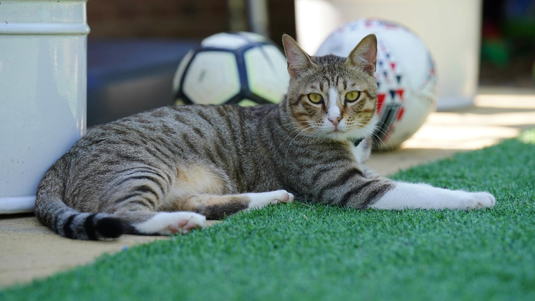 England mascot Dave the cat supporting Lionesses from his new home ...